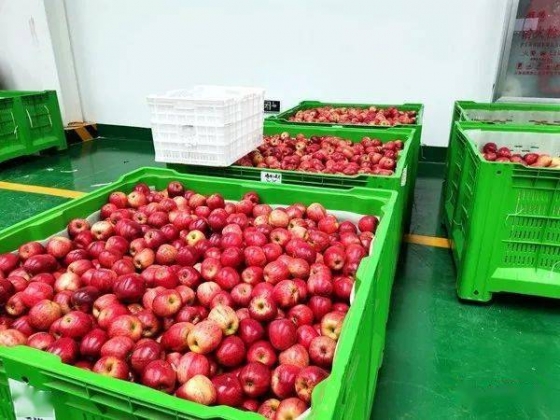 Understanding the Cost of Building an Apple Cold Storage Facility: Why ...