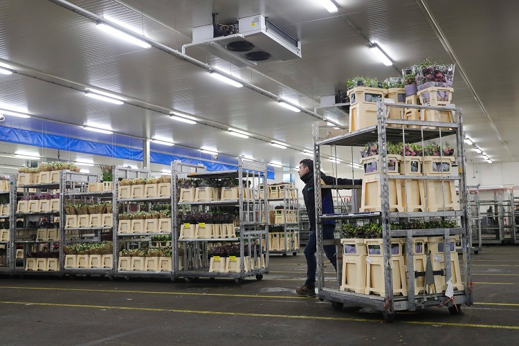 Advanced Floral Cold Storage Techniques: How to Extend Flower Shelf ...