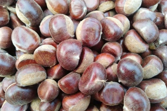 How to Store Fresh Chestnuts? Cold Storage Preservation Techniques for ...